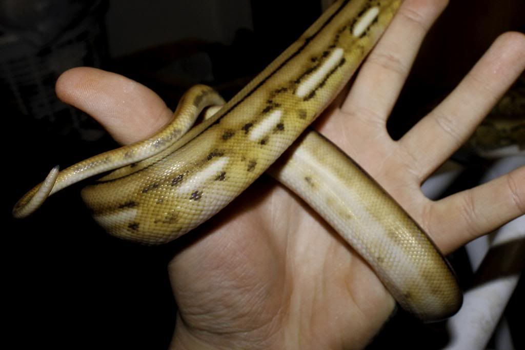 Retic, Blood Pythons, Morelia | Reptile Forums
