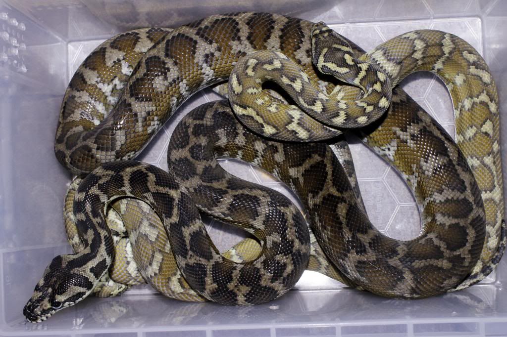 Retic, Blood Pythons, Morelia | Reptile Forums