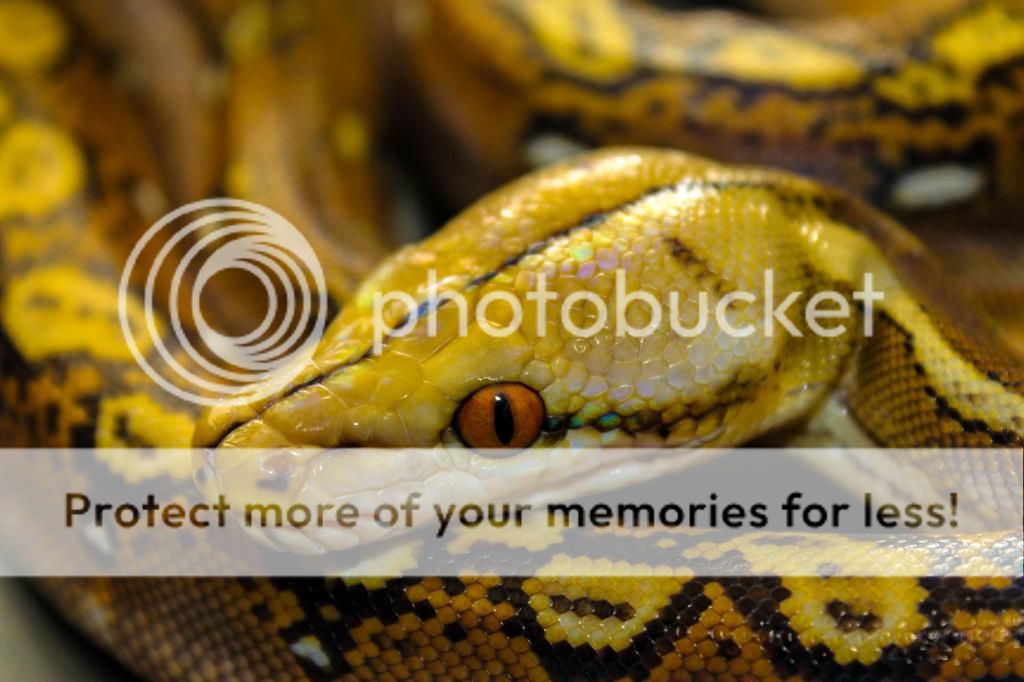 Phantom Stripe Reticulated Python | Reptile Forums