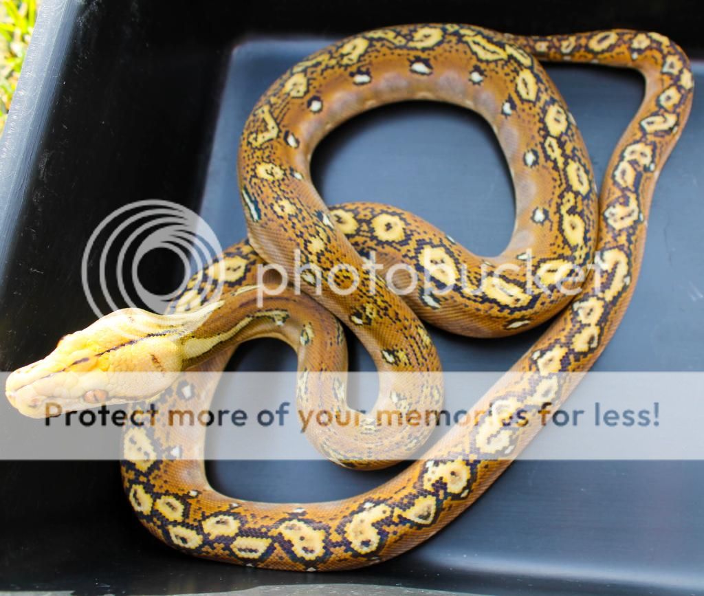 Phantom Stripe Reticulated Python | Reptile Forums