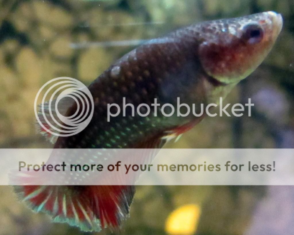 Possible columnaris? Fungus? | Betta Fish Forum