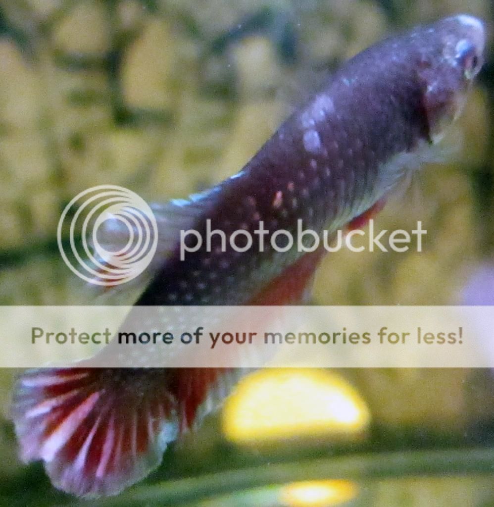 Possible columnaris? Fungus? | Betta Fish Forum