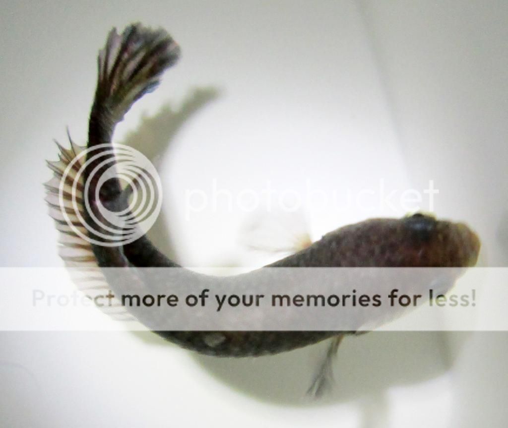 Possible columnaris? Fungus? | Betta Fish Forum